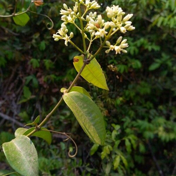 Strychnos Lucens Care Guide: Water, Soil & Propagation - Plantiary