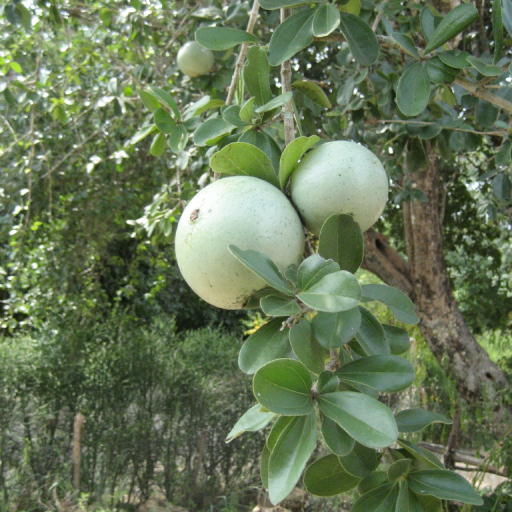 Hairy-Leaved Monkey-Orange (Strychnos Madagascariensis) Care Guide ...