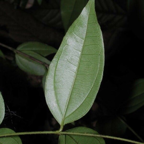 Strychnos Panamensis Care Guide: Water, Soil & Propagation - Plantiary