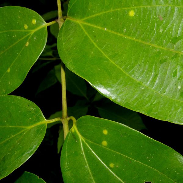 Strychnos Peckii Plant Care & How to Grow, Water