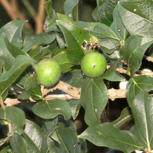 Black Bitterberry (Strychnos Potatorum) Care Guide: Water, Soil ...