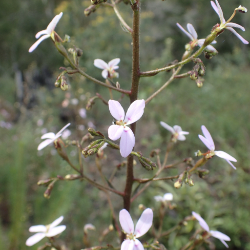 Larchleaf Triggerplant (Stylidium Laricifolium) Care Guide: Water, Soil ...