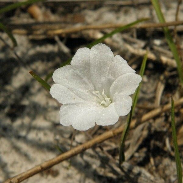 Coastalplain Dawnflower (Stylisma Patens) Plant Care & How to Grow, Water