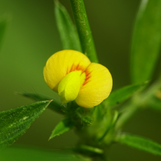 Yellow-Flowered Wild Lucerne (Stylosanthes Fruticosa) Plant Care & How ...