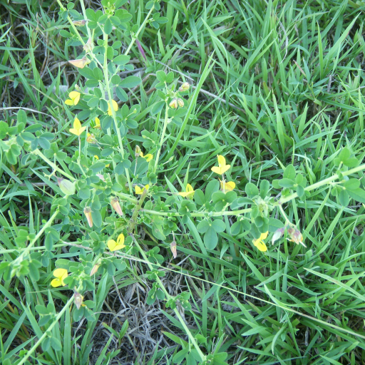 Stylo (Stylosanthes Guianensis) Plant Care & How to Grow, Water