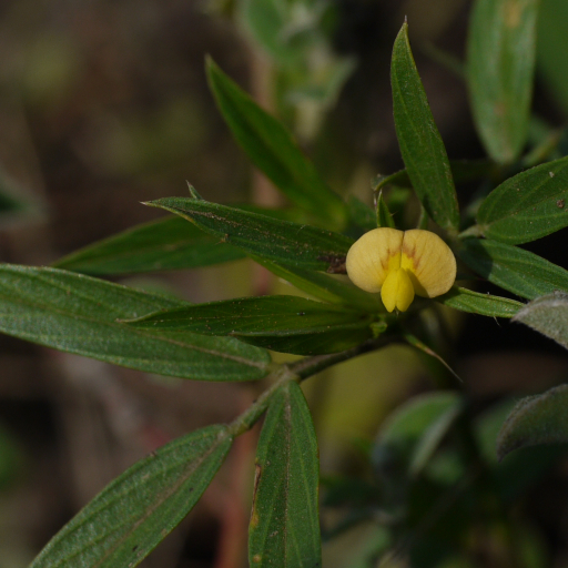 Cheesytoes (Stylosanthes Hamata) Plant Care & How to Grow, Water