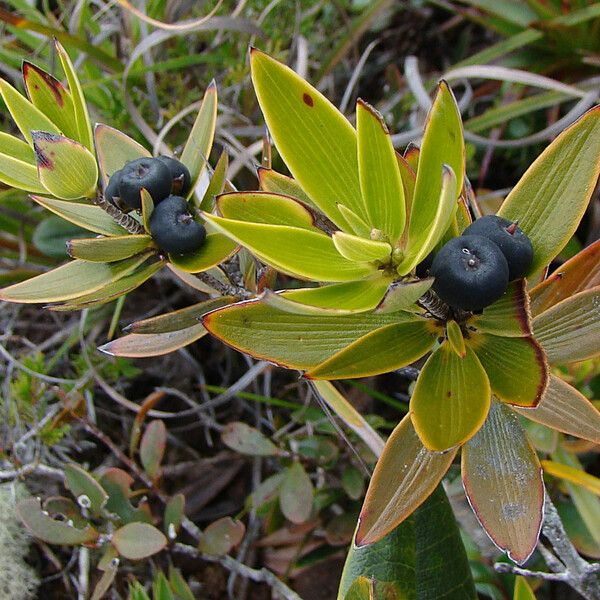 Styphelia Coryphila Plant Care & How to Grow, Water