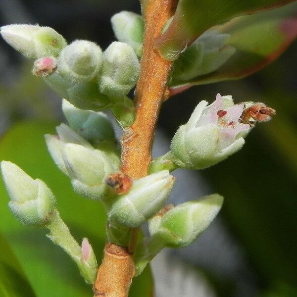 Styphelia Pancheri Plant Care & How to Grow, Water