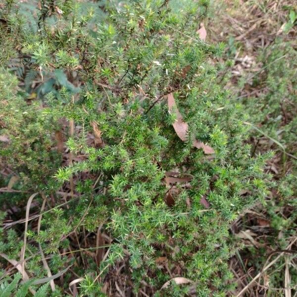 Prickly Beard-Heath (Styphelia Sieberi) Plant Care & How to Grow, Water