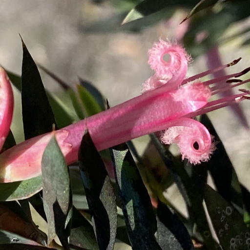 Styphelia Triflora Plant Care & How to Grow, Water