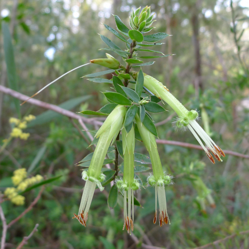 Green Five-Corners (Styphelia Viridis) Plant Care & How to Grow, Water
