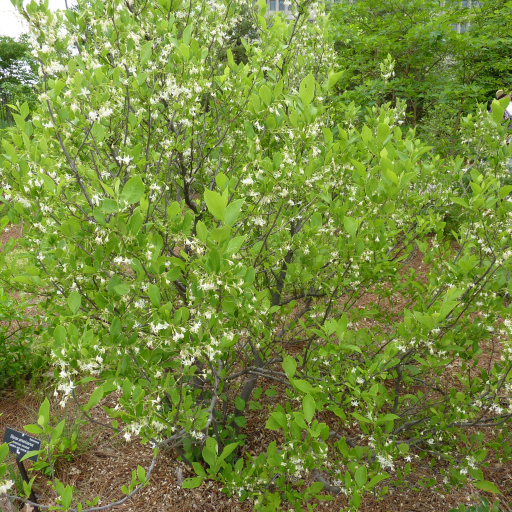 American Snowbell (Styrax Americanus) Plant Care & How to Grow, Water