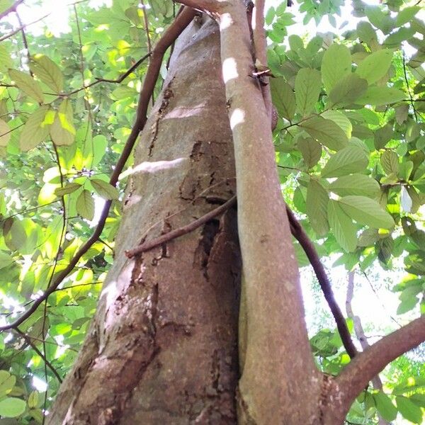 Styrax Chinensis Plant Care & How to Grow, Water