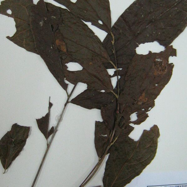 Styrax Glabratus Plant Care & How to Grow, Water