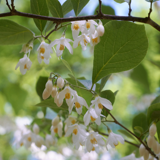 Bigleaf Snowbell (Styrax Grandifolius) Plant Care & How to Grow, Water