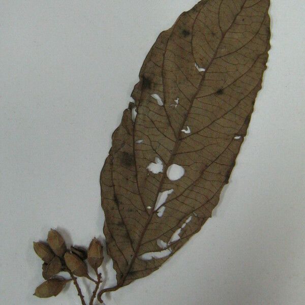 Styrax Guyanensis Plant Care & How to Grow, Water