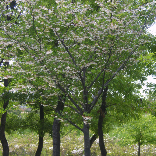 Japanese Snowbell (Styrax Japonicus) Plant Care & How to Grow, Water