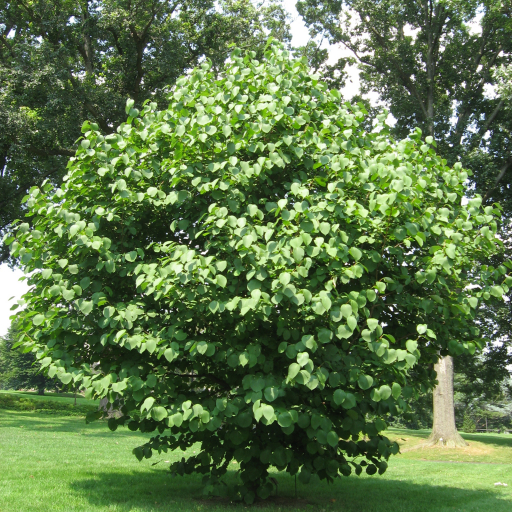 Fragrant Snowbell (Styrax Obassia) Plant Care & How to Grow, Water