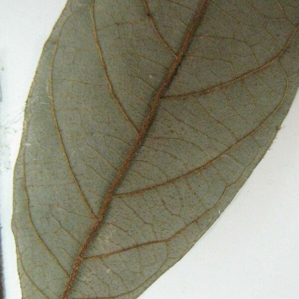 Styrax Sieberi Plant Care & How to Grow, Water