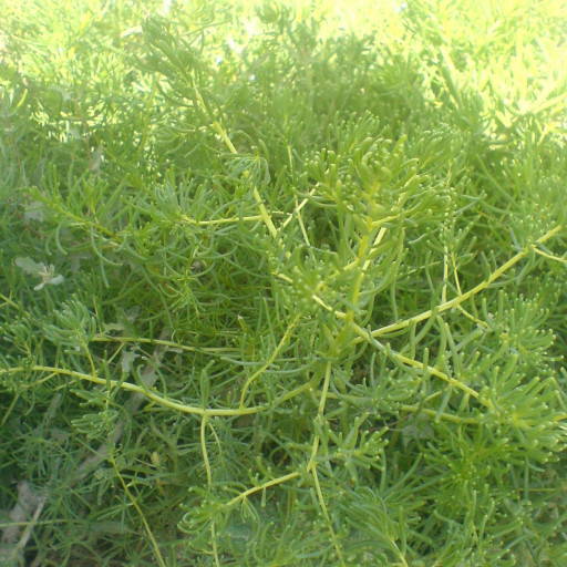 Suwwad (Suaeda Aegyptiaca) Plant Care & How to Grow, Water