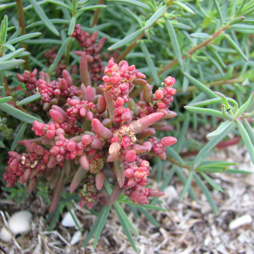 Southern Seepweed (Suaeda Australis) Plant Care & How to Grow, Water