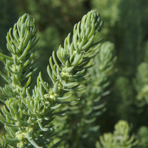 California Sea-blite (Suaeda Californica) Plant Care & How to Grow, Water