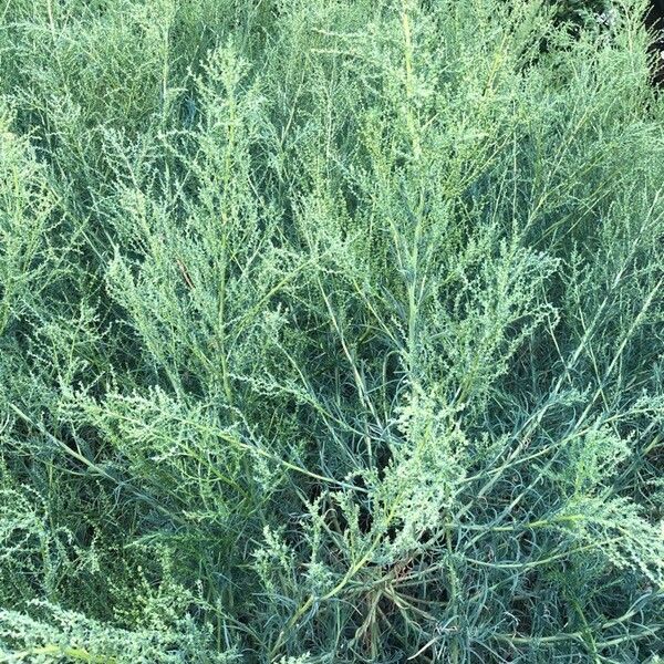 Annual Seepweed (Suaeda Linearis) Plant Care & How to Grow, Water