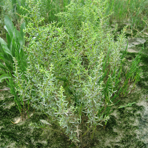Annual Seablite (Suaeda Maritima) Plant Care & How to Grow, Water