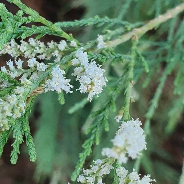 Suaeda Monoica Plant Care & How to Grow, Water