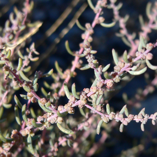 Mojave Sea-Blite (Suaeda Nigra) Plant Care & How to Grow, Water