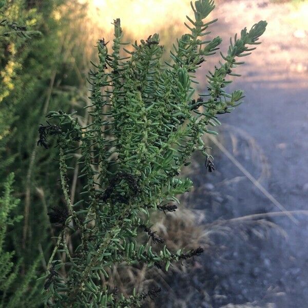 Suaeda Pruinosa Plant Care & How to Grow, Water