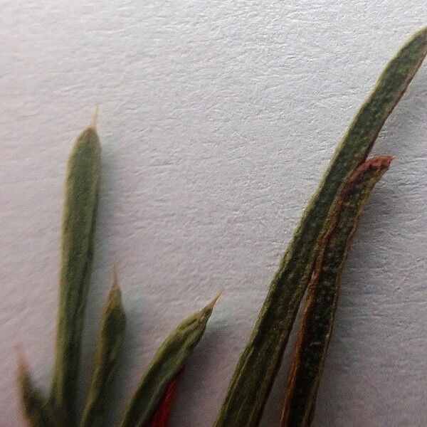 Suaeda Splendens Plant Care & How to Grow, Water