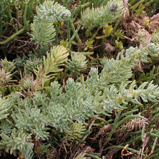 Woolly Seablite (Suaeda Taxifolia) Plant Care & How to Grow, Water