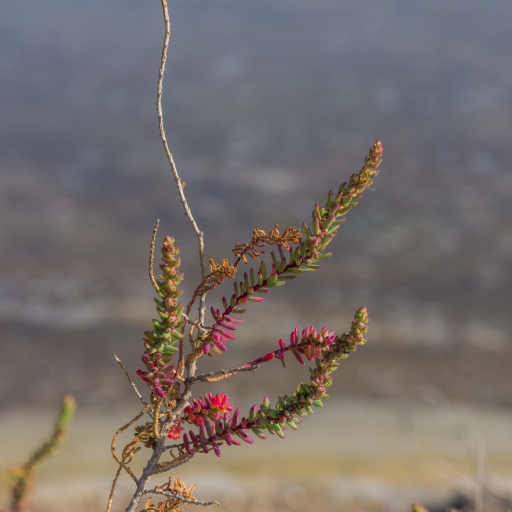 Shrubby Sea-blite (Suaeda Vera) Plant Care & How to Grow, Water