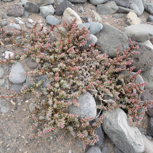 Arabian Jointed Glasswort (Suaeda Vermiculata) Plant Care & How to Grow ...