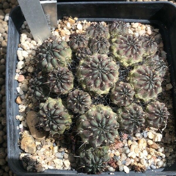 Sulcorebutia Steinbachii Care Guide: Water, Soil & Propagation - Plantiary