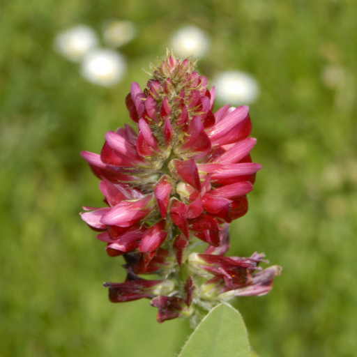 Sulla (Sulla Coronaria) Plant Care & How to Grow, Water