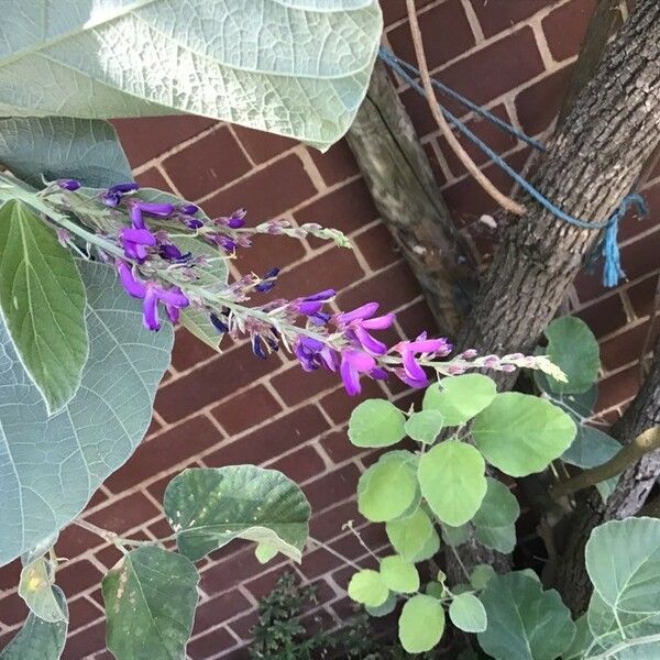 Sunhangia Yunnanensis Care Guide: Water, Soil & Propagation - Plantiary
