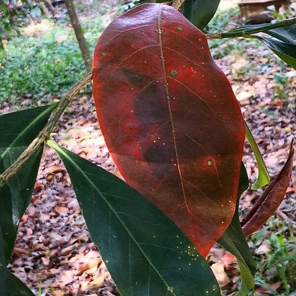 Suregada Glomerulata Plant Care & How to Grow, Water
