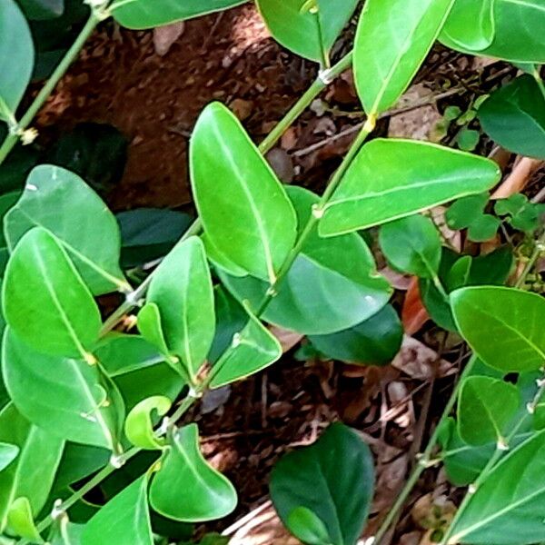 Suregada Lanceolata Plant Care & How to Grow, Water