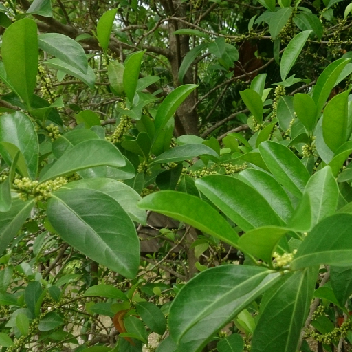 False Lime (Suregada Multiflora) Plant Care & How to Grow, Water