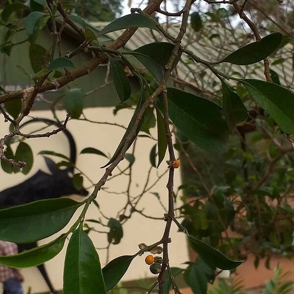 Sand Canaryberry (Suregada Zanzibariensis) Plant Care & How to Grow, Water