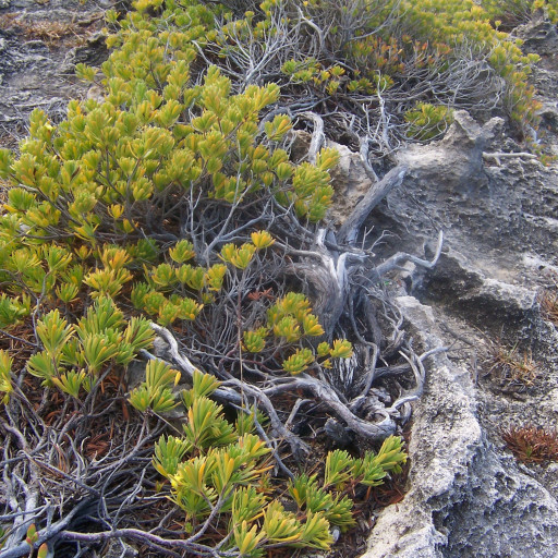 Bay-Cedar (Suriana Maritima) Plant Care & How to Grow, Water