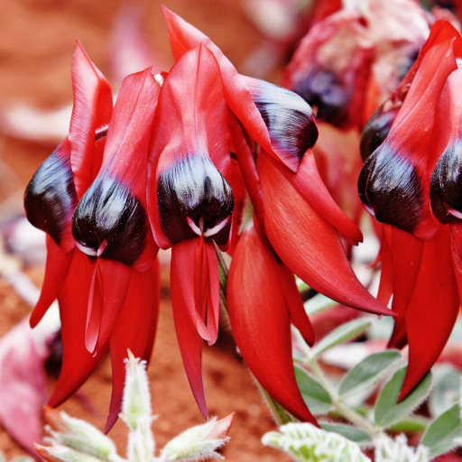 Sturt's Desert-Pea (Swainsona Formosa) Plant Care & How to Grow, Water