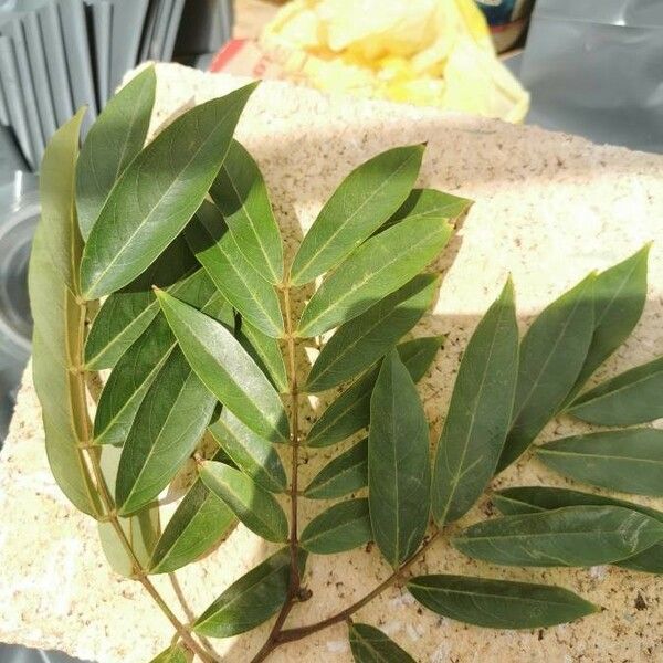 Mexican Royal Ebony (Swartzia Cubensis) Plant Care & How to Grow, Water