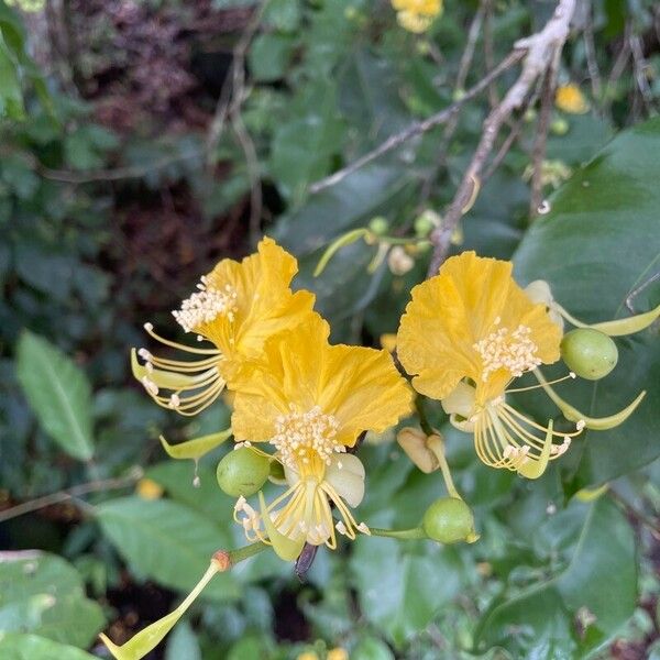 Swartzia Guatemalensis Plant Care & How to Grow, Water