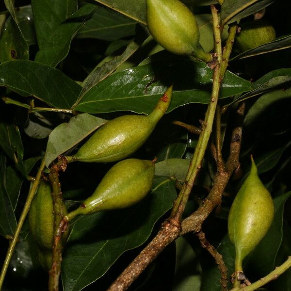 Swartzia Nicaraguensis Plant Care & How to Grow, Water