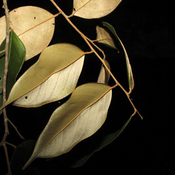 Swartzia Peruviana Plant Care & How to Grow, Water