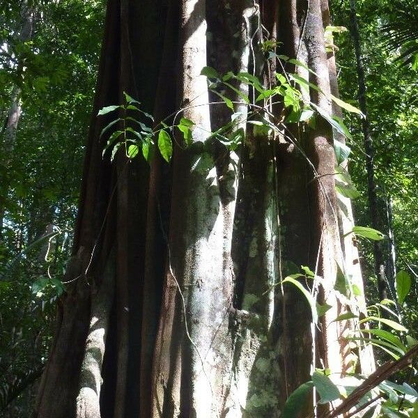 Swartzia Polyphylla Plant Care & How to Grow, Water