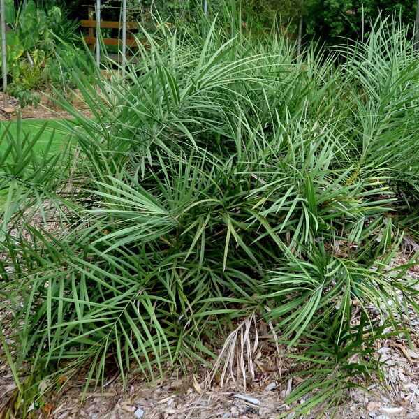 Syagrus Campestris Plant Care & How to Grow, Water